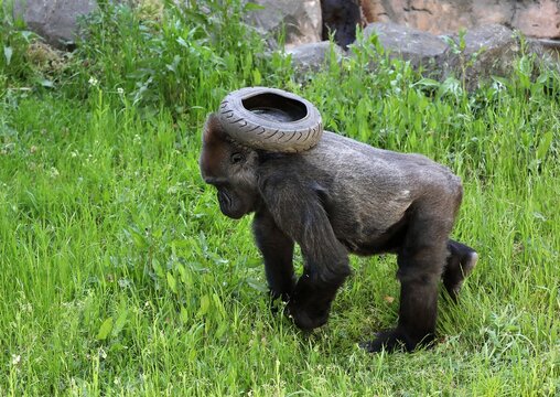 Pfettenkopf Bilder – Durchsuchen 741 Archivfotos, Vektorgrafiken und ...