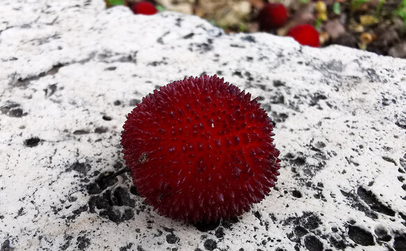 รูปภาพAculei – เลือกดูภาพถ่ายสต็อก เวกเตอร์ และวิดีโอ428 | Adobe Stock