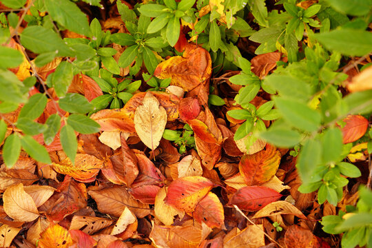 รูปภาพChairo – เลือกดูภาพถ่ายสต็อก เวกเตอร์ และวิดีโอ403 | Adobe Stock
