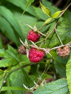 "Wild Raspberry" Images – Browse 59,712 Stock Photos, Vectors, and ...