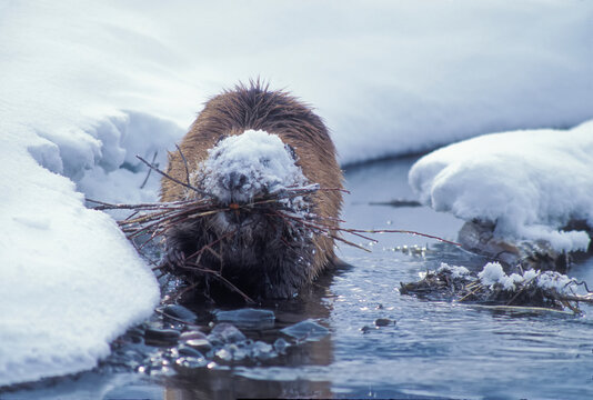 รูปภาพCastoridae – เลือกดูภาพถ่ายสต็อก เวกเตอร์ และวิดีโอ598 | Adobe Stock