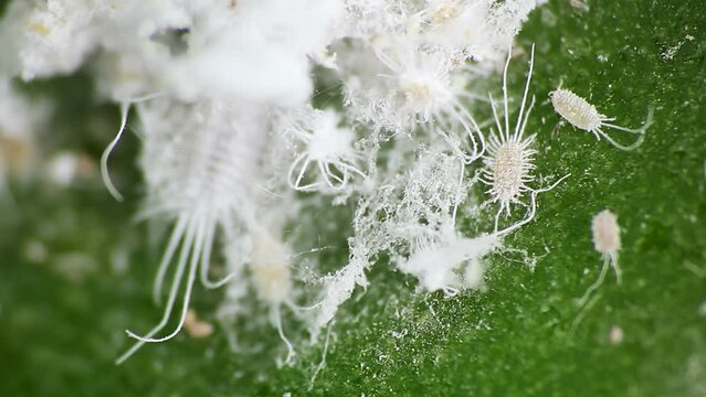 Coccidae Images – Browse 294 Stock Photos, Vectors, and Video | Adobe Stock