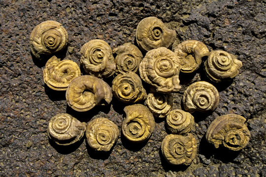 รูปภาพUnivalve – เลือกดูภาพถ่ายสต็อก เวกเตอร์ และวิดีโอ72,638 | Adobe Stock