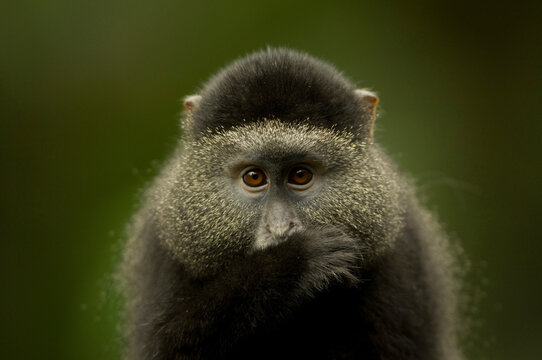 รูปภาพCatarrhini – เลือกดูภาพถ่ายสต็อก เวกเตอร์ และวิดีโอ6,983 | Adobe ...