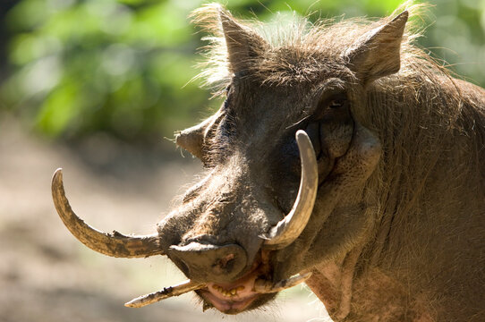 รูปภาพSuidae – เลือกดูภาพถ่ายสต็อก เวกเตอร์ และวิดีโอ10,950 | Adobe Stock