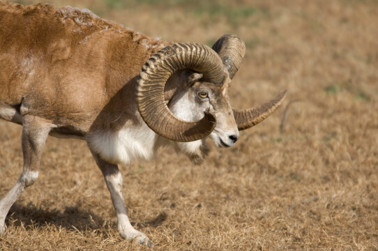 「Urial」の画像 - 890 件の Stock 写真、ベクターおよびビデオ | Adobe Stock