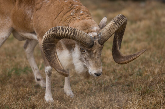 รูปภาพUrial – เลือกดูภาพถ่ายสต็อก เวกเตอร์ และวิดีโอ1,762 | Adobe Stock
