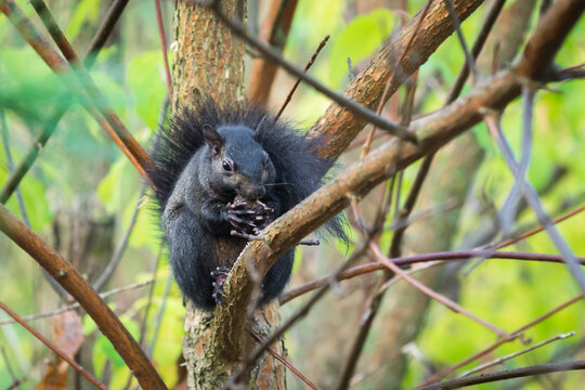 Melanistic Fox Squirrel
