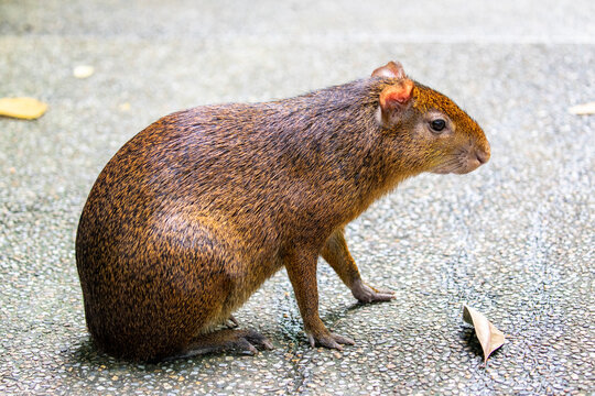 Imágenes de Sereque: descubre bancos de fotos, ilustraciones, vectores ...