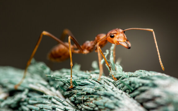 Imágenes de Thiland: descubre bancos de fotos, ilustraciones, vectores ...