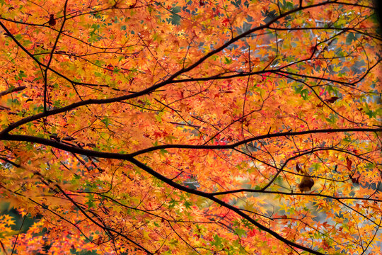 Dinusha photos, images, assets | Adobe Stock