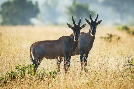 Topi.animal bilder – Bläddra bland 3,212 stockfoton, vektorer och ...