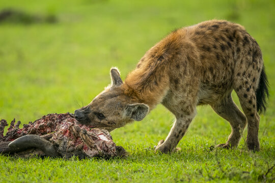Hyena Diet