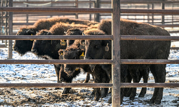 「Carabeef」の画像 - 327 件の Stock 写真、ベクターおよびビデオ | Adobe Stock
