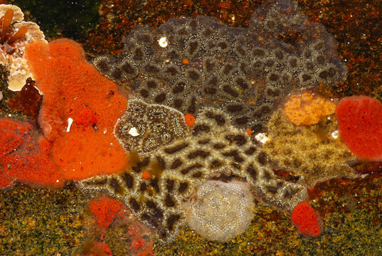 Tunicate Imagens – Procure 1,688 fotos, vetores e vídeos | Adobe Stock