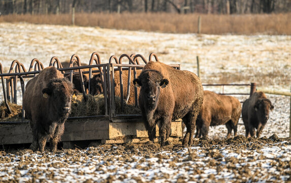 「Carabeef」の画像 - 327 件の Stock 写真、ベクターおよびビデオ | Adobe Stock