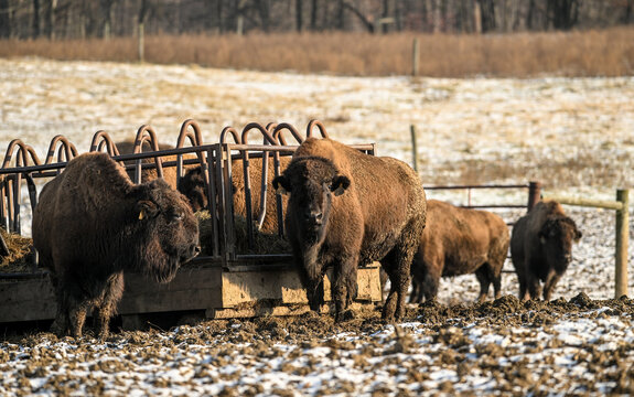 รูปภาพCarabeef – เลือกดูภาพถ่ายสต็อก เวกเตอร์ และวิดีโอ327 | Adobe Stock
