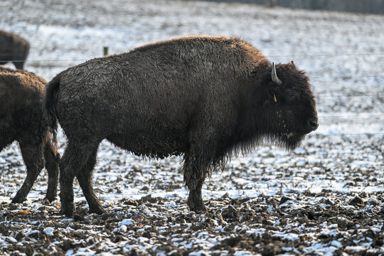 Buffen Bilder – Durchsuchen 330 Archivfotos, Vektorgrafiken und Videos ...