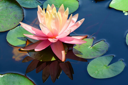 รูปภาพNymphaea – เลือกดูภาพถ่ายสต็อก เวกเตอร์ และวิดีโอ51,078 | Adobe Stock