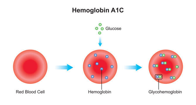 A1C Bilder – Durchsuchen 363 Archivfotos, Vektorgrafiken und Videos ...