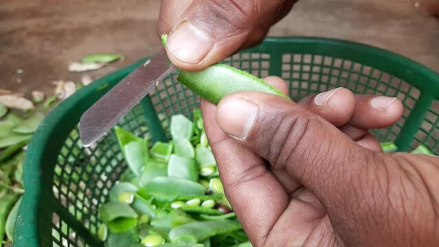 "Hyacinth Bean" Images – Browse 1,670 Stock Photos, Vectors, and Video ...
