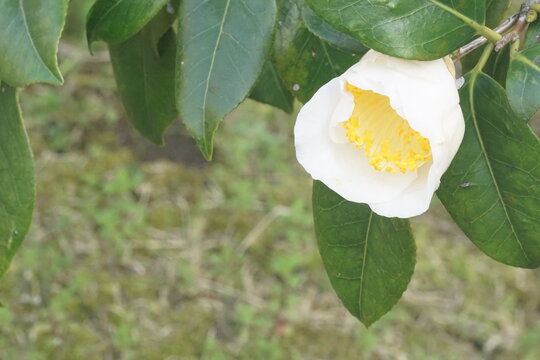 Geifer Bilder – Durchsuchen 28,089 Archivfotos, Vektorgrafiken und ...