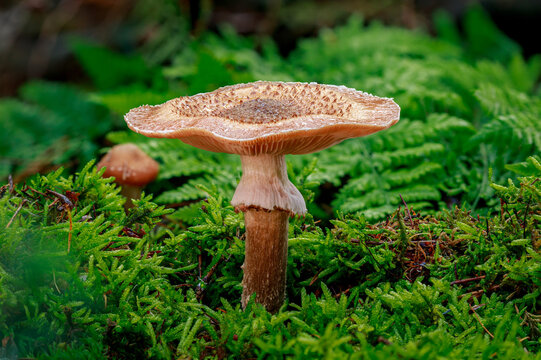 Armillaria Ostoyae Edible