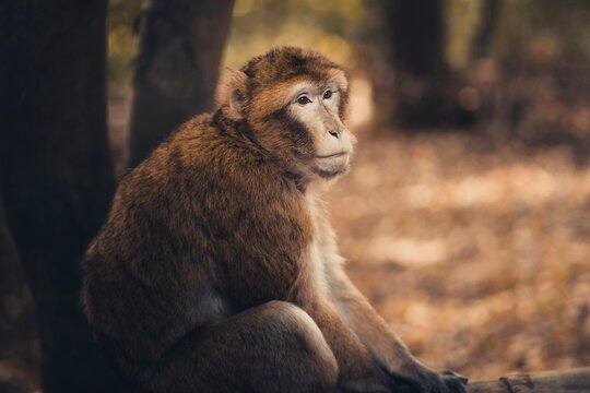 รูปภาพSimiiformes – เลือกดูภาพถ่ายสต็อก เวกเตอร์ และวิดีโอ37,788 ...