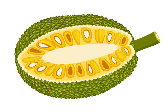 Jackfruit Clipart