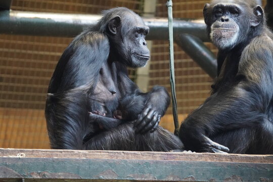 รูปภาพSimiiformes – เลือกดูภาพถ่ายสต็อก เวกเตอร์ และวิดีโอ37,788 ...