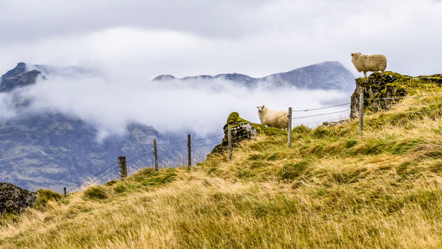 "Rangarping Eystra" Images – Browse 28 Stock Photos, Vectors, and Video ...