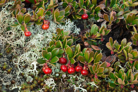 Foxberry bilder – Bläddra bland 54,113 stockfoton, vektorer och videor ...