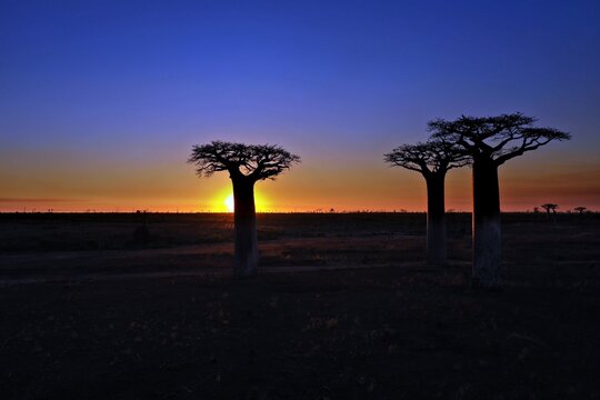 Imagens de Embondeiro – Explore Fotografias do Stock, Vetores e Vídeos ...