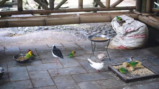 Pernilongo Bilder – Durchsuchen 92 Archivfotos, Vektorgrafiken und ...