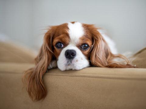 Puppu Images – Browse 95 Stock Photos, Vectors, and Video | Adobe Stock