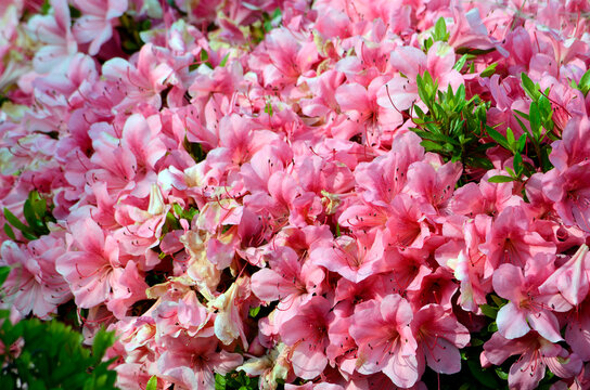 Azalea's bilder – Bläddra bland 75,173 stockfoton, vektorer och videor ...