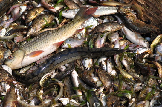 "Freshwater Fish" Images – Browse 35,411 Stock Photos, Vectors, and ...