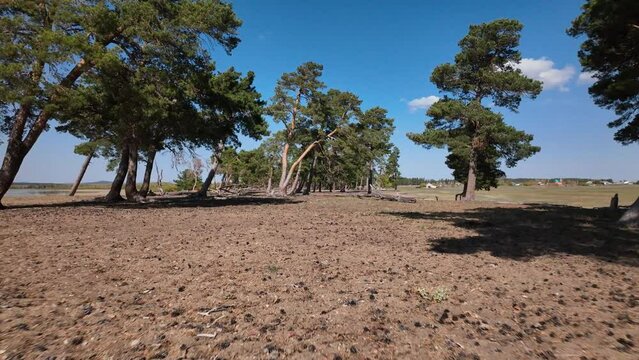 Pine-Tree bilder – Bläddra bland 15,857 stockfoton, vektorer och videor ...