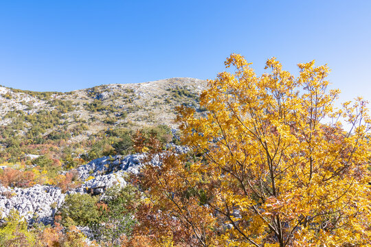 Stirovnik Bilder – Durchsuchen 107 Archivfotos, Vektorgrafiken und ...
