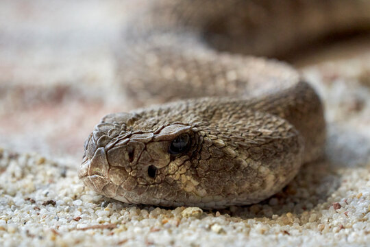 Rattlesnake Head