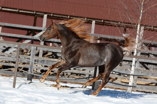 「Rabicano」の画像 - 17 件の Stock 写真、ベクターおよびビデオ | Adobe Stock