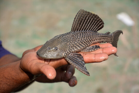รูปภาพLoricariidae – เลือกดูภาพถ่ายสต็อก เวกเตอร์ และวิดีโอ387 | Adobe ...