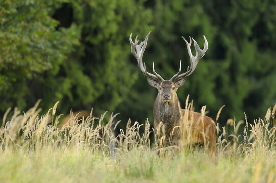 "Red Deer" Images – Browse 104,888 Stock Photos, Vectors, and Video ...