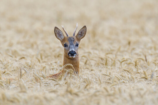 "Western Roe Deer" Images – Browse 93,545 Stock Photos, Vectors, and ...