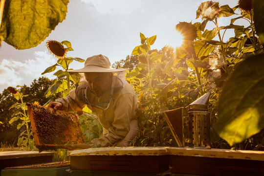 Apriculture Images – Browse 162 Stock Photos, Vectors, and Video ...