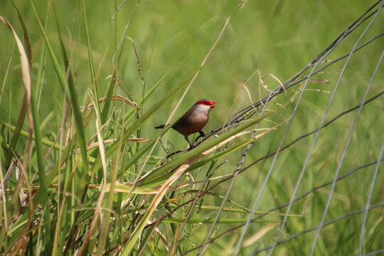 Bico Images – Parcourir 15,124 le catalogue de photos, vecteurs et ...