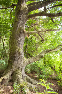 「Eichenast」の画像 - 81 件の Stock 写真、ベクターおよびビデオ | Adobe Stock