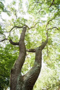 「Eichenast」の画像 - 81 件の Stock 写真、ベクターおよびビデオ | Adobe Stock