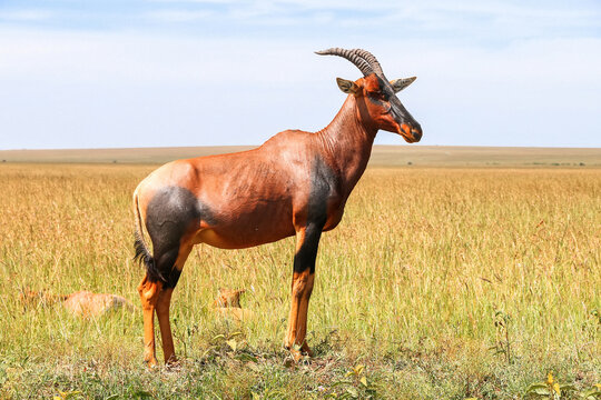 Topi.animal Imagens – Procure 3,029 fotos, vetores e vídeos | Adobe Stock