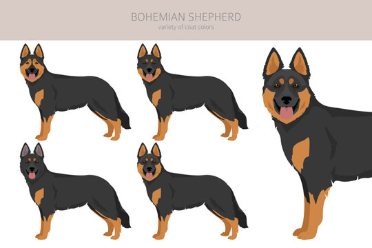 "Bohemian Shepherd" Images – Browse 605 Stock Photos, Vectors, and ...